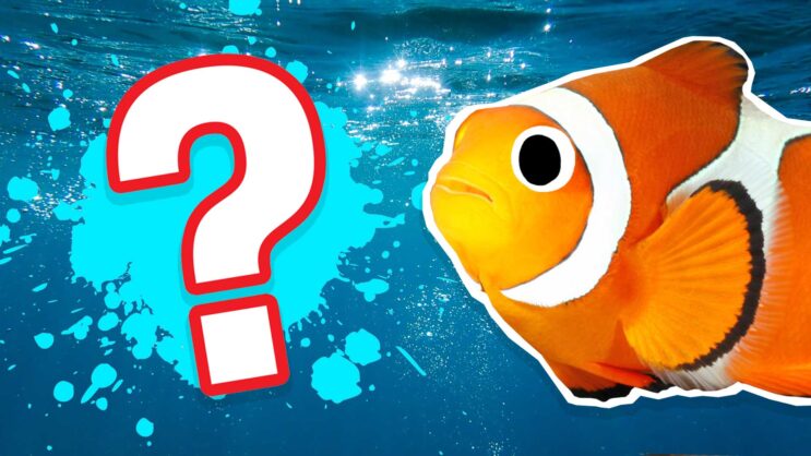 Ultimate Finding Nemo Quiz | Disney on Beano.com